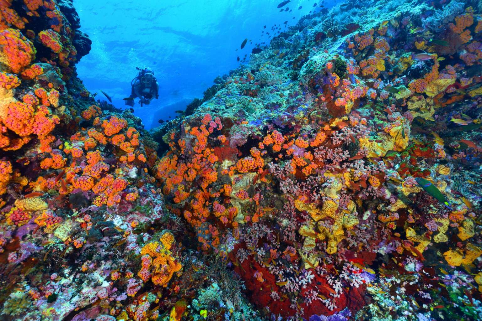 Study shows Tubbataha Reefs yield marine bacteria with anti-cancer ...
